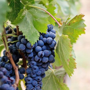 Mars Seedless Grapevine - Bob Wells Nursery - U.S. Shipping