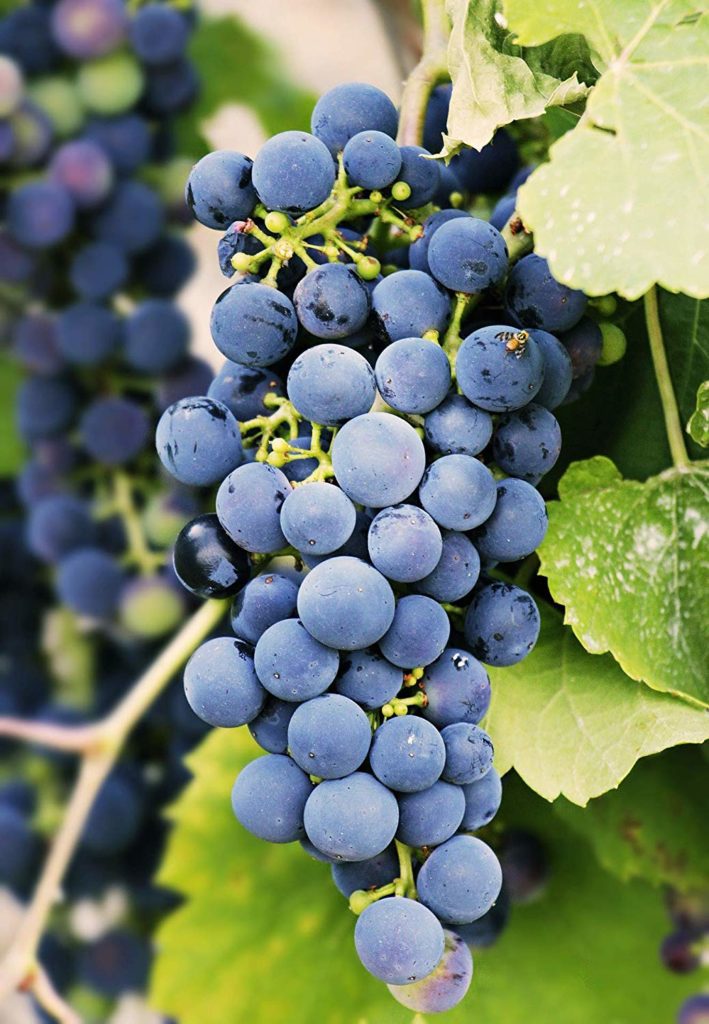 Merlot Red Wine Grape Vine - Bob Wells Nursery - U.S. Shipping
