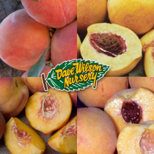 Peach Trees for Sale - Bob Wells Nursery