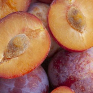 Bob Wells Nursery - Grow Your Own Food - U.S. Shipping