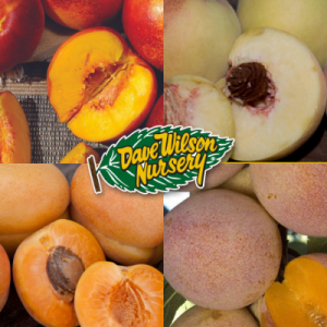 Multi-Graft 4 N 1 Fruit Salad Tree (peach,plum,apricot) - Bob Wells Nursery