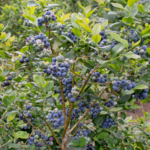 Bob Wells Nursery - Grow Your Own Food - U.S. Shipping