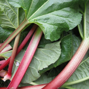 Bob Wells Nursery - Grow Your Own Food - U.S. Shipping