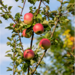 Dwarf Freedom Apple Tree - Buy Dwarf Apple Trees Online