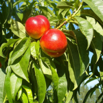 Nectar Babe Dwarf Nectarine Tree - Bob Wells Nursery - U.S. Shipping