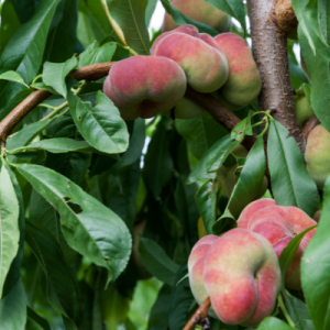 Peach Trees for Sale - Bob Wells Nursery