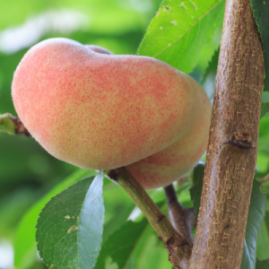 Peach Trees for Sale - Bob Wells Nursery - Mineola, TX