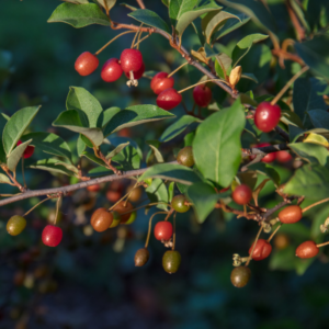 Sweet Scarlet Goumi Berry Plant - Bob Wells Nursery - U.S. Shipping