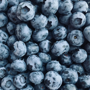 Premier Blueberry Plant - Bob Wells Nursery - U.S. Shipping