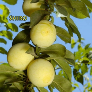 Shiro Plum Tree - Bob Wells Nursery - U.S. Shipping