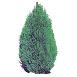 Blue Cone Arborvitae Plant - Bob Wells Nursery - U.S. Shipping
