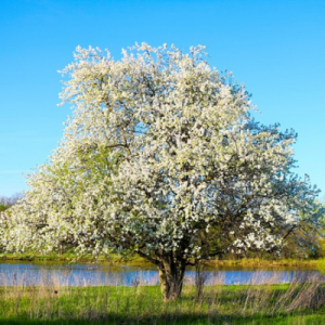 American Fringe Tree - Bob Wells Nursery - U.S. Shipping