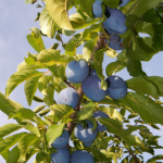 Italian Prune Plum Tree - Bob Wells Nursery - U.S. Shipping