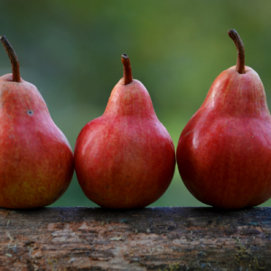 Red D'Anjou Pear Tree - Bob Wells Nursery - U.S. Shipping