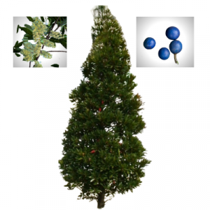 Japanese Blueberry Tree - Bob Wells Nursery - U.S. Shipping