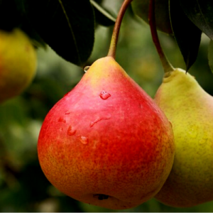 Red Bartlett Pear Tree - Bob Wells Nursery - U.S. Shipping