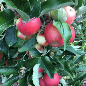 Dwarf Pixie Crunch Apple Tree - Bob Wells Nursery - U.S. Shipping