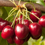 Bob Wells Nursery - Grow Your Own Food - U.S. Shipping