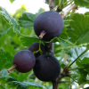 Black Velvet Gooseberry Plant - Bob Wells Nursery - U.S. Shipping