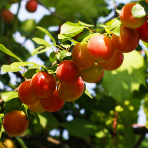 AU Cherry Plum Tree - Bob Wells Nursery - U.S. Shipping