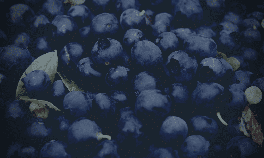 Powder Blue Blueberry Plant - Bob Wells Nursery - U.S. Shipping