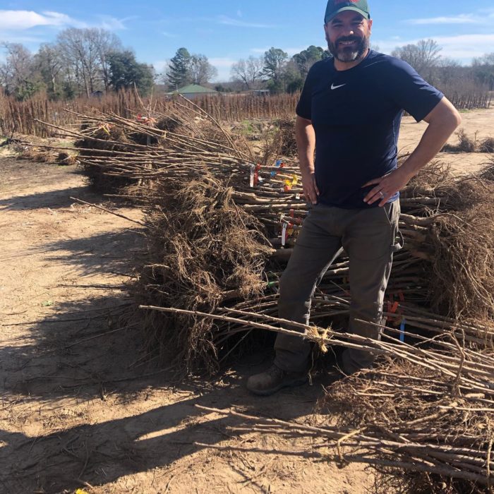 Bare Root Fruit Tree Care Guide - Bob Wells Nursery