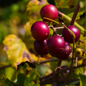 RubyCrisp Red Muscadine - Bob Wells Nursery - U.S. Shipping