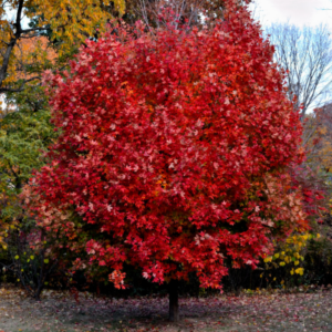 Sun Valley Red Maple Tree - Bob Wells Nursery - U.S. Shipping