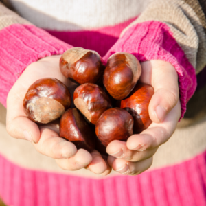 Colossal Chestnut Tree - Bob Wells Nursery - U.S. Shipping