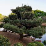 Japanese Black Pine Tree - Bob Wells Nursery - U.S. Shipping