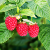 Buy Berries Online - Bob Wells Nursery - U.S. Shipping