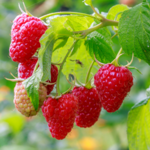 Joan J Red Thornless Raspberry Plant - Bob Wells Nursery