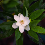Sweet Bay Magnolia Tree - Bob Wells Nursery - U.S. Shipping