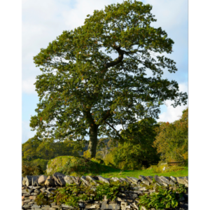 Texas Ash Tree - Bob Wells Nursery - U.S. Shipping
