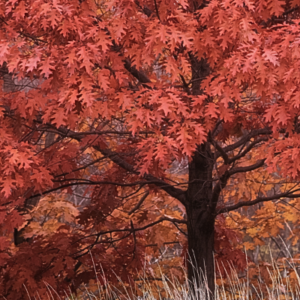 Southern Red Oak - Bob Wells Nursery - U.S. Shipping