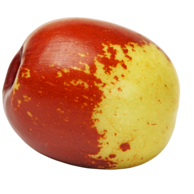 Jujubes – A Brief History and Growing Suggestions