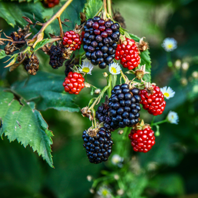 Sweet-Ark Immaculate Thornless Blackberry Plant - Bob Wells Nursery